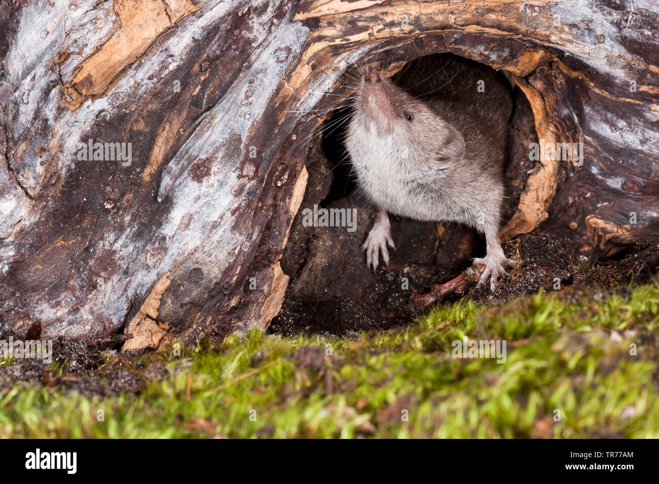 Greater white-toothed shrew (Crocidura russula), in a knothole ...