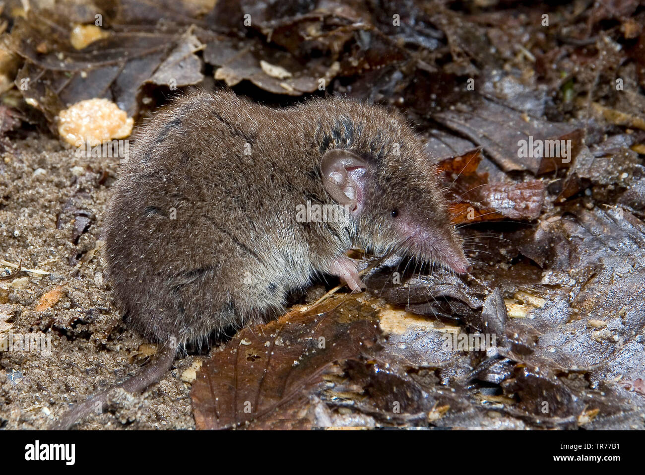 Greater white-toothed shrew (Crocidura russula), foraging on the ground ...