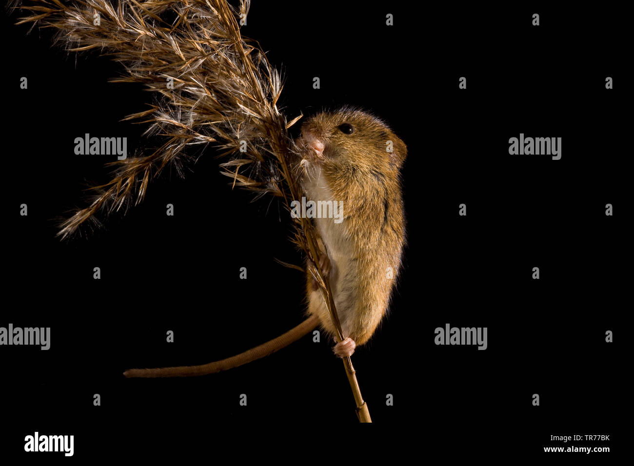 Old World harvest mouse (Micromys minutus), climbs up a grass ear and ...