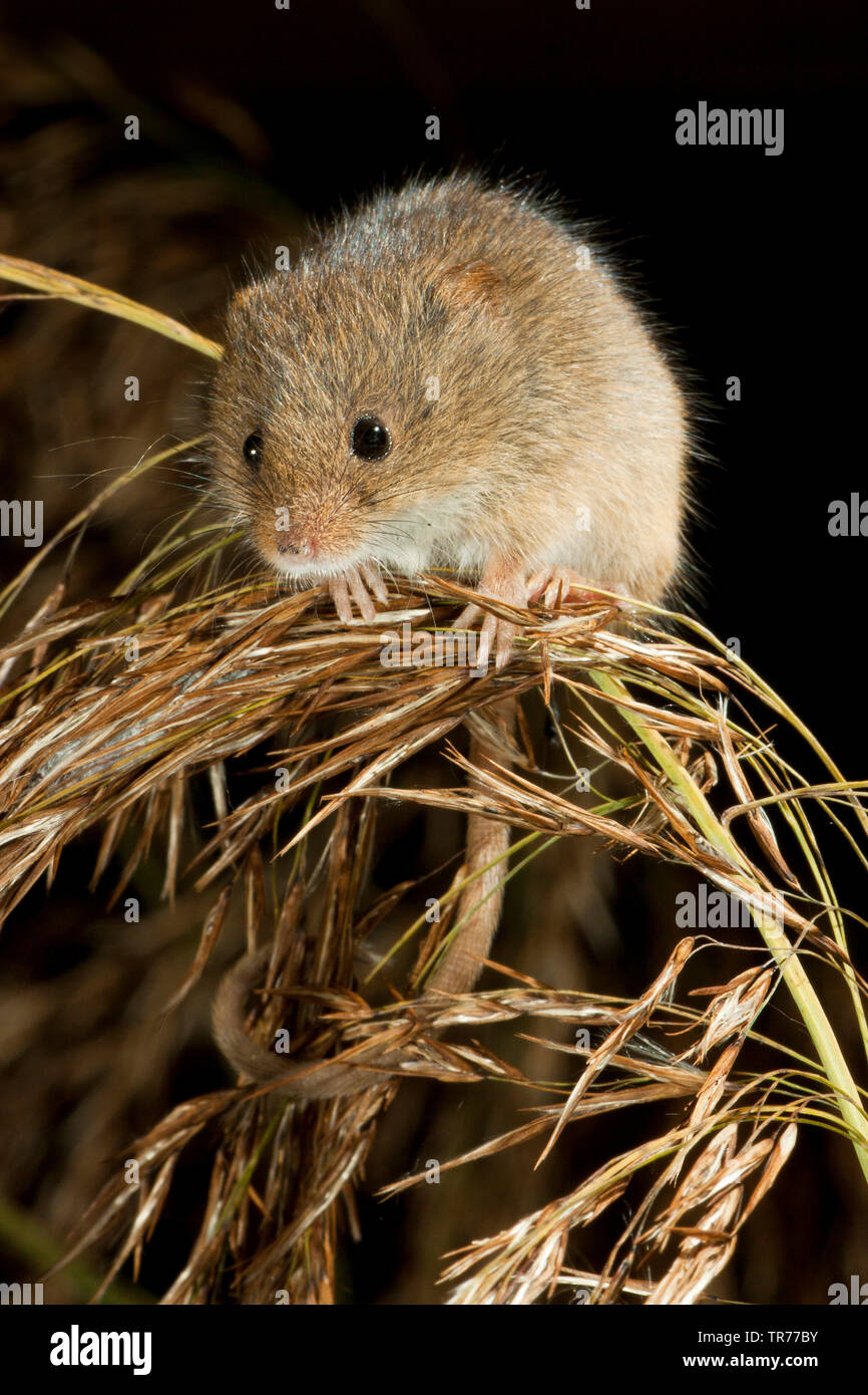 Old World harvest mouse (Micromys minutus), climbing on grass ears ...