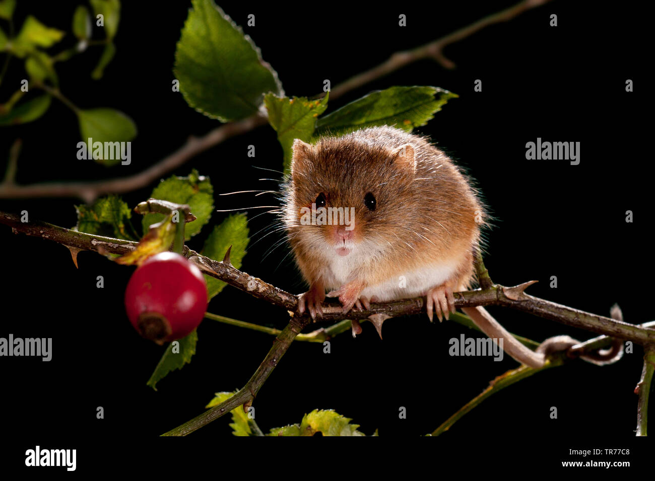 Rose hip bush hi-res stock photography and images - Alamy