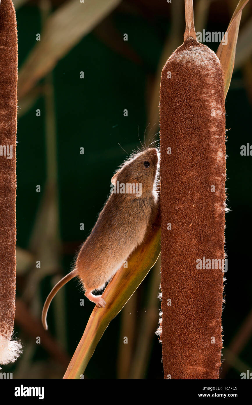 Old World harvest mouse (Micromys minutus), at a bullrush, Netherlands ...