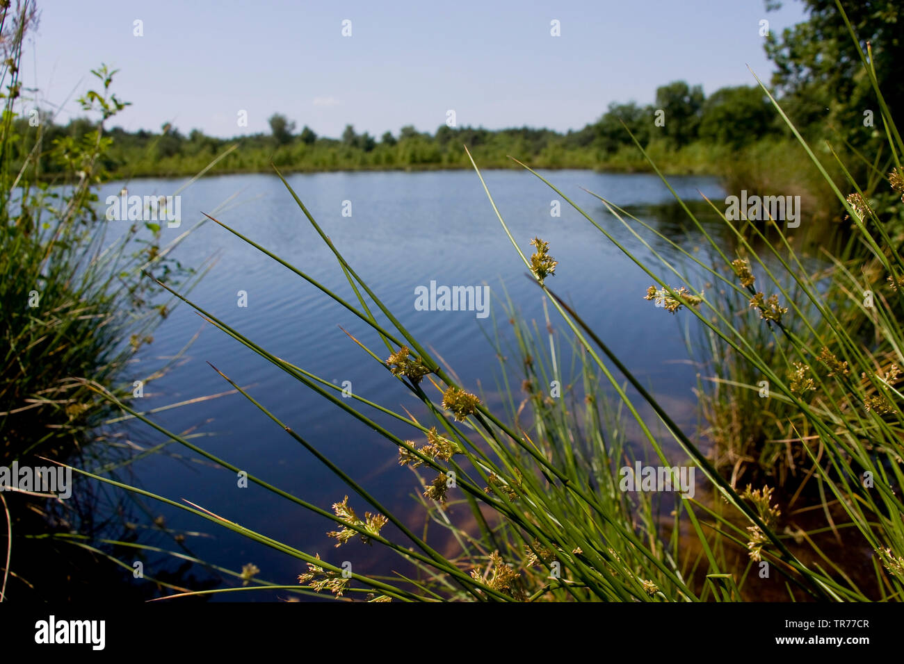 common rush, soft rush, bog rush (Juncus effusus), by a water side ...