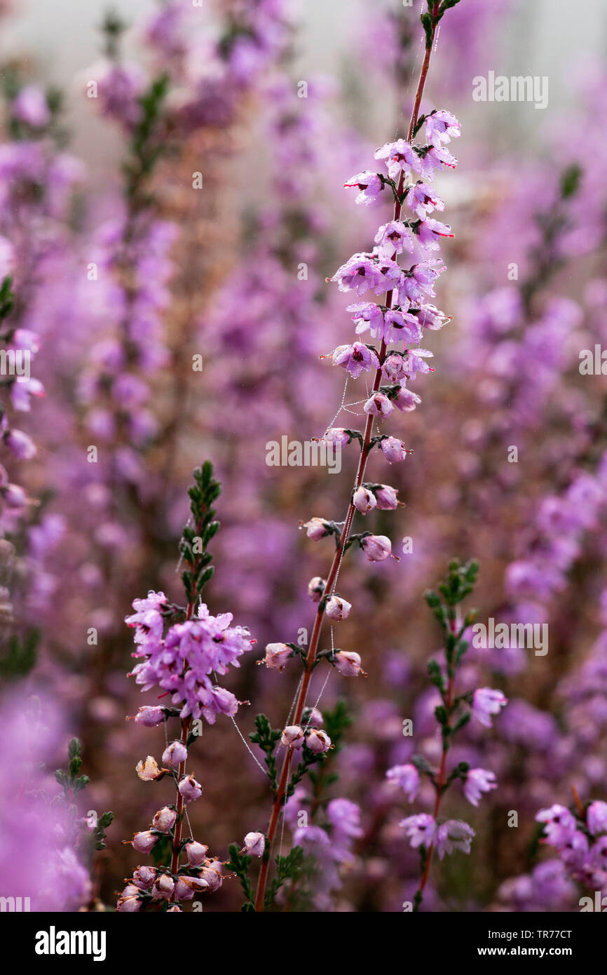 Ling plant plants hi-res stock photography and images - Alamy