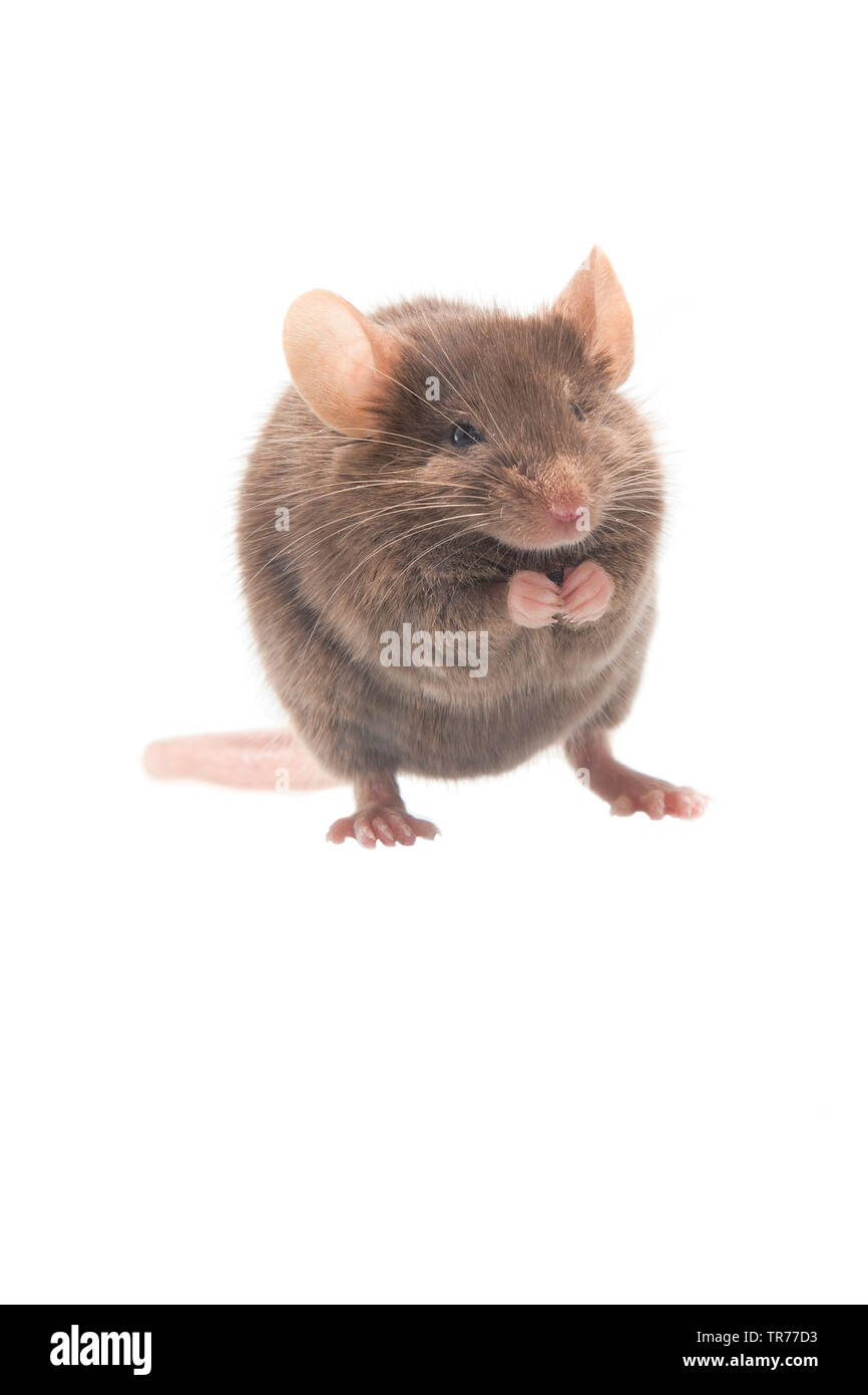 house mouse (Mus musculus), standing on the hind legs and eating ...