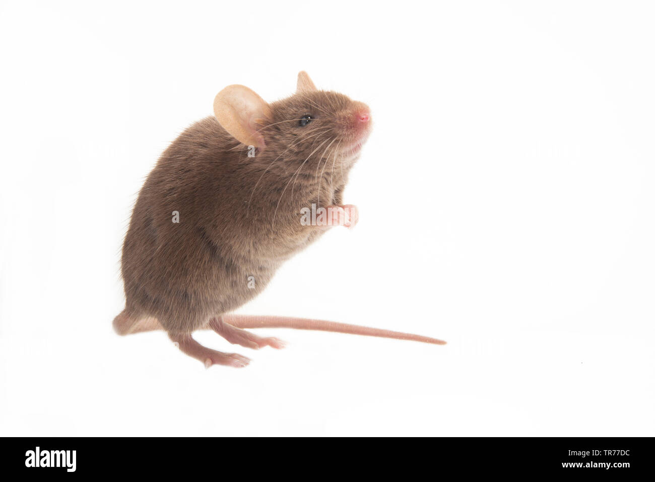 house mouse (Mus musculus), standing erect on the hind legs ...