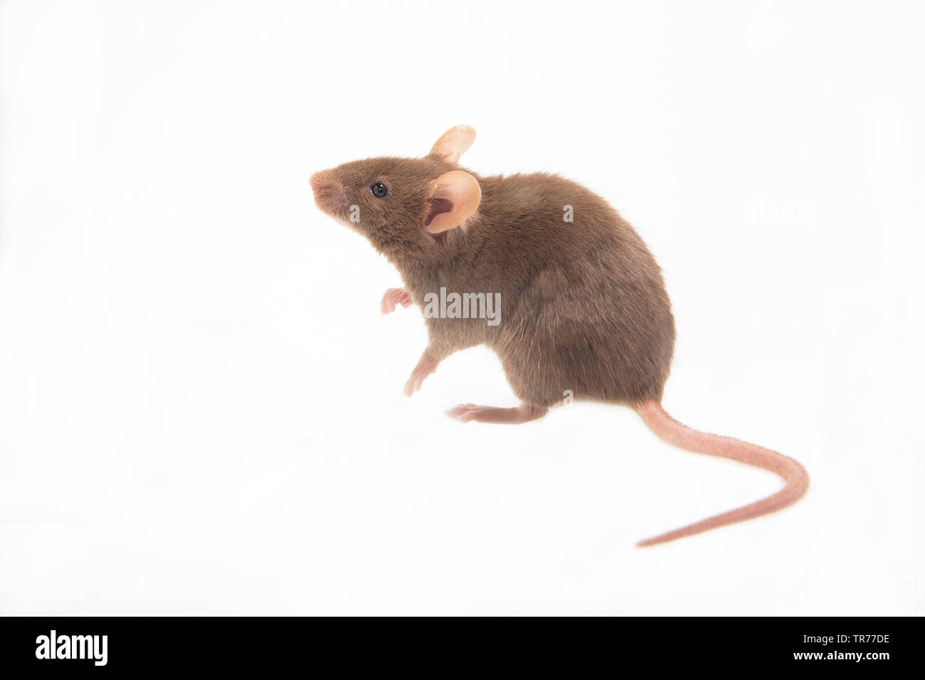 house mouse (Mus musculus), standing on the hind legs , Netherlands ...