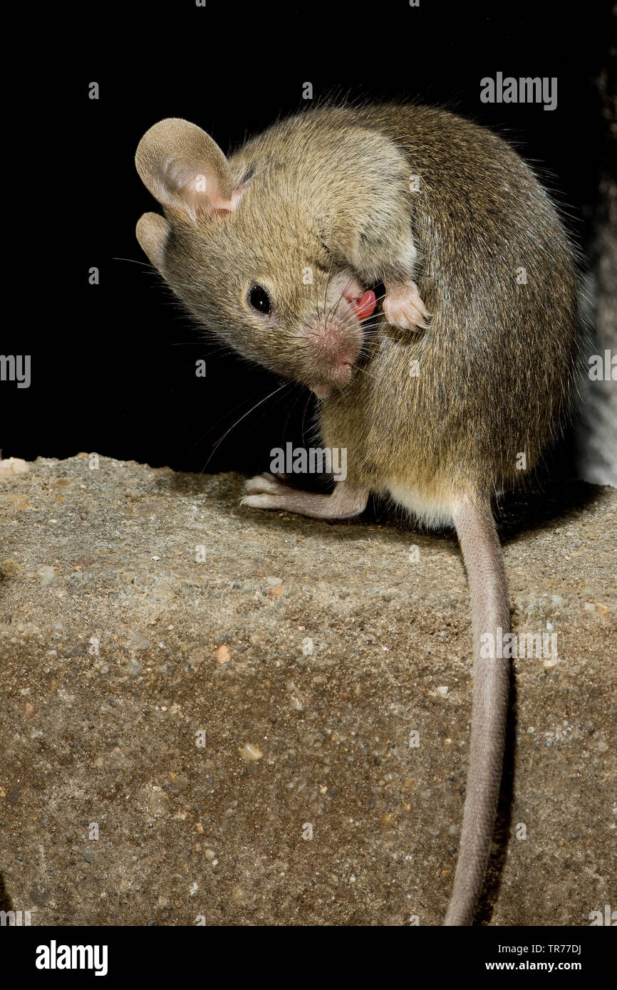 house mouse (Mus musculus), sits on a wall and grooming, Netherlands ...