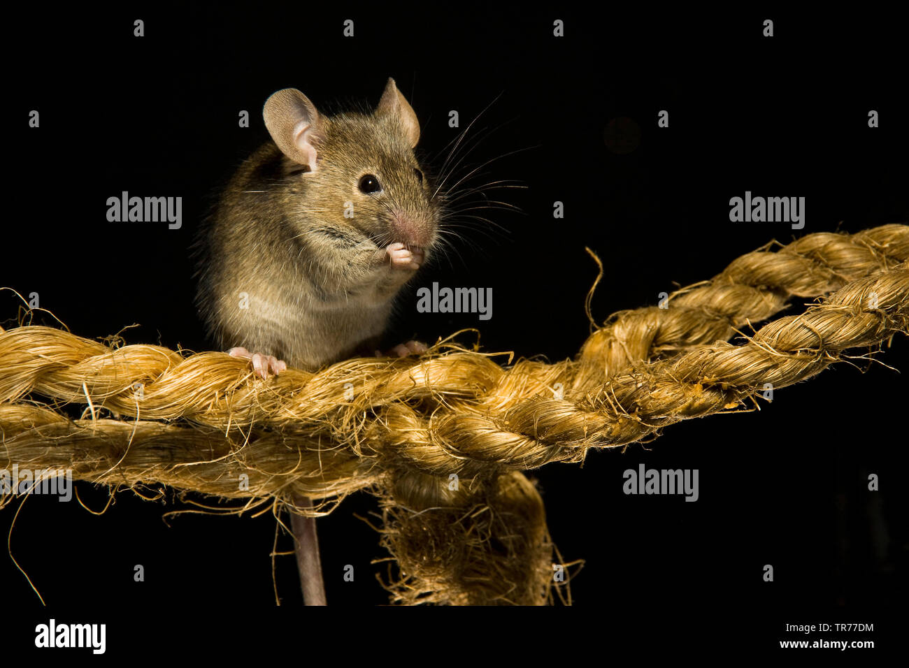 house mouse (Mus musculus), sits on a rope and eating, Netherlands ...