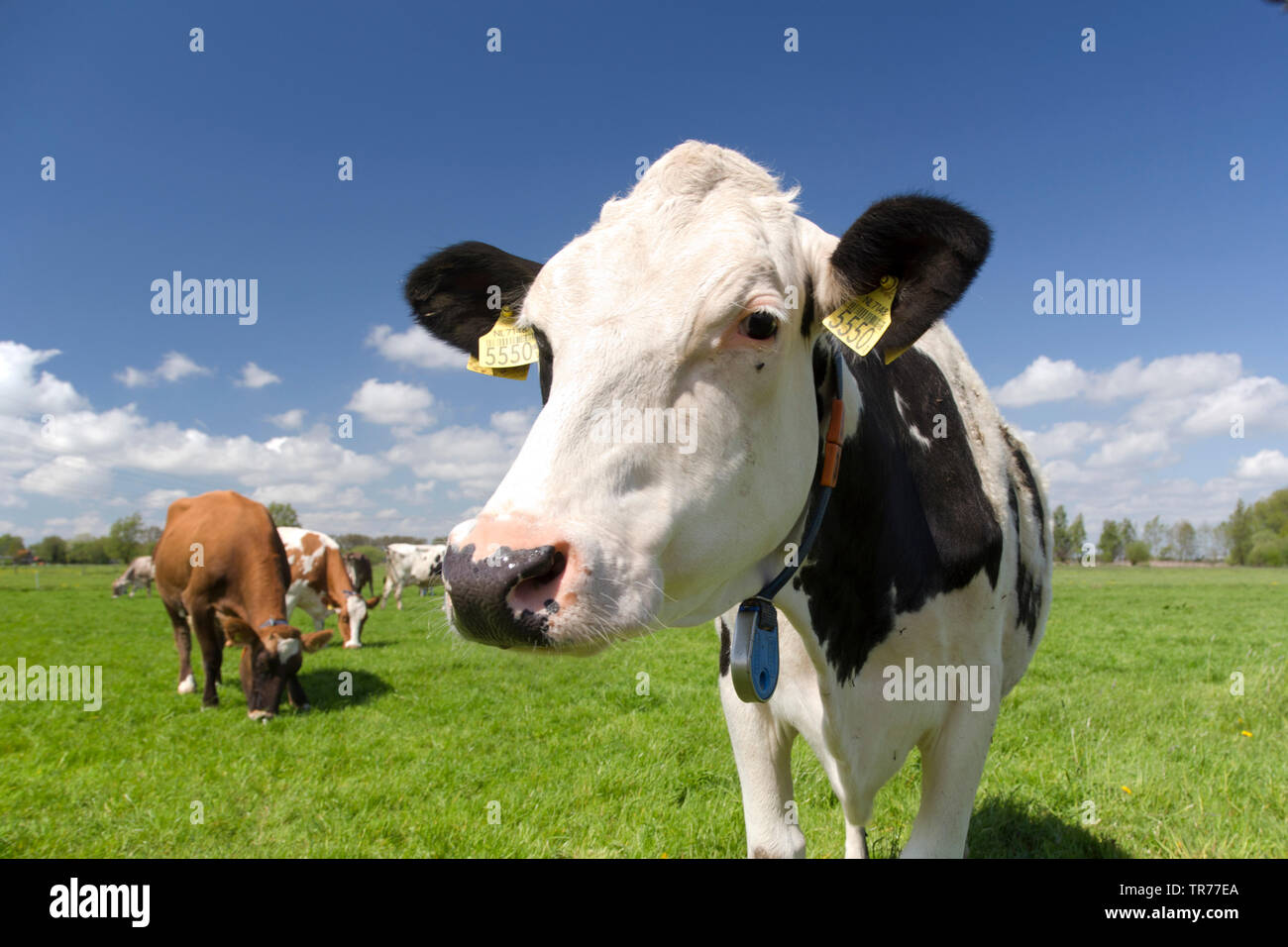 Domestic animals cattle hi-res stock photography and images - Alamy