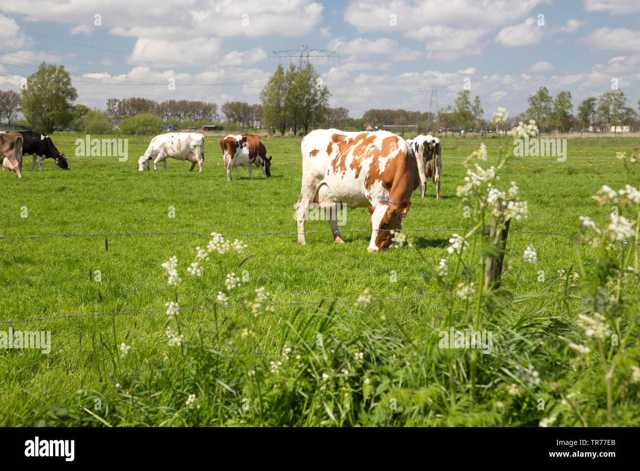 domestic cattle (Bos primigenius f. taurus), cow son a pasture ...