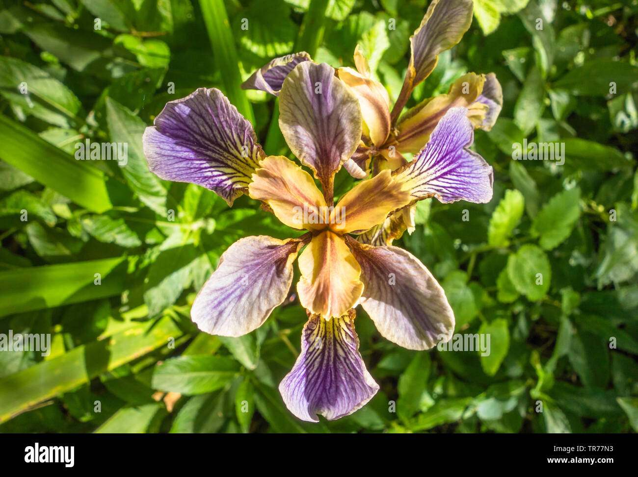 Stinking iris, iris foetidissima uk hi-res stock photography and images ...