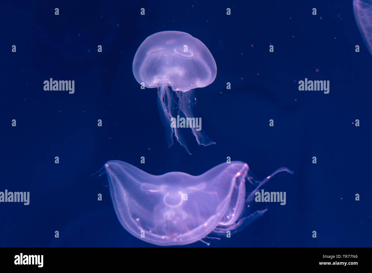 Medusa Jellyfish Body