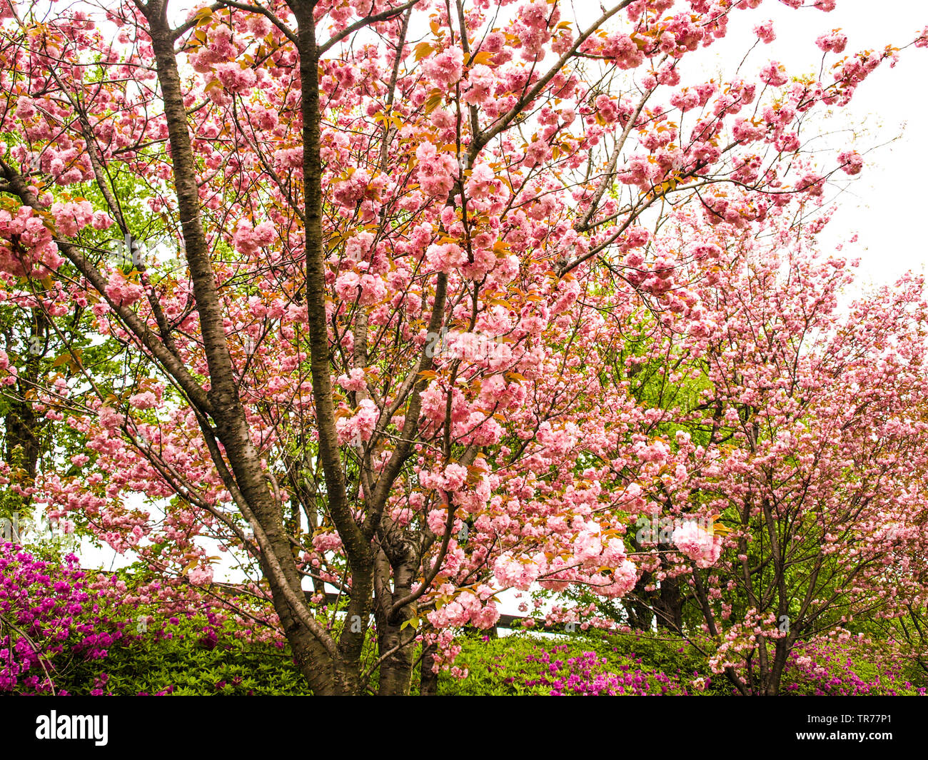 a cherry blossom tree in full bloom in spring Stock Photo - Alamy