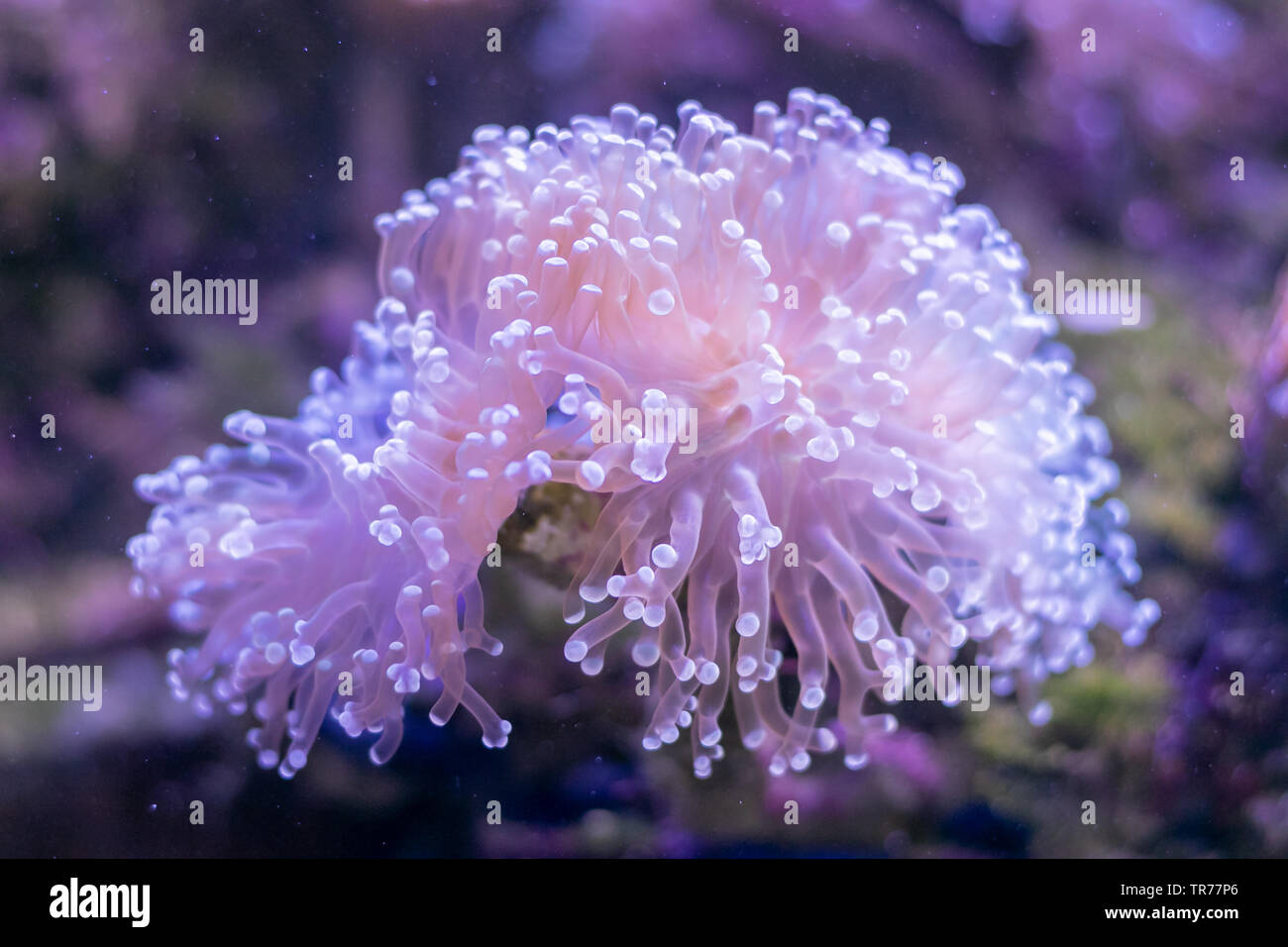 Beautiful sea flower in underwater world with corals and fish Stock ...