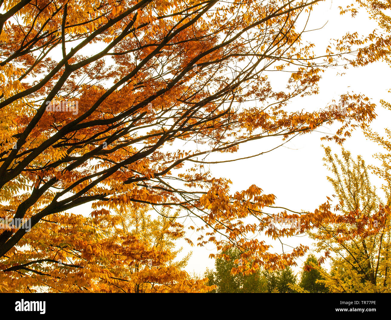 the zelkova tree in the park in late autumn Stock Photo - Alamy