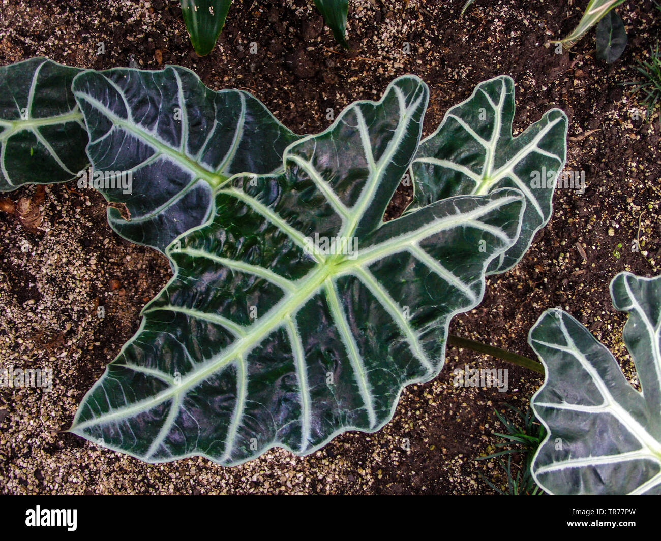 Botanical Garden Unique Green Leaf Stock Photo - Alamy