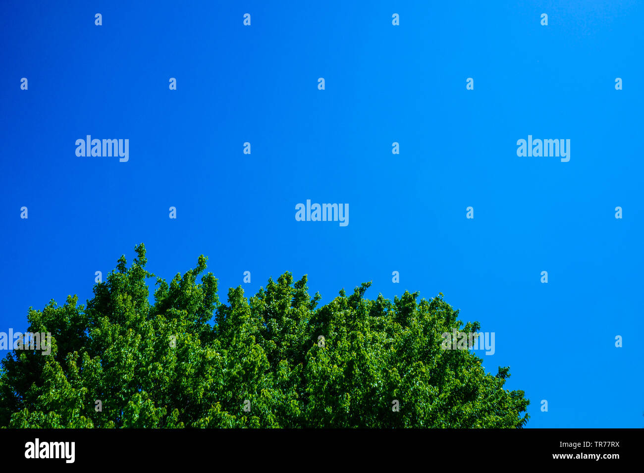 a landscape with blue sky and trees Stock Photo - Alamy