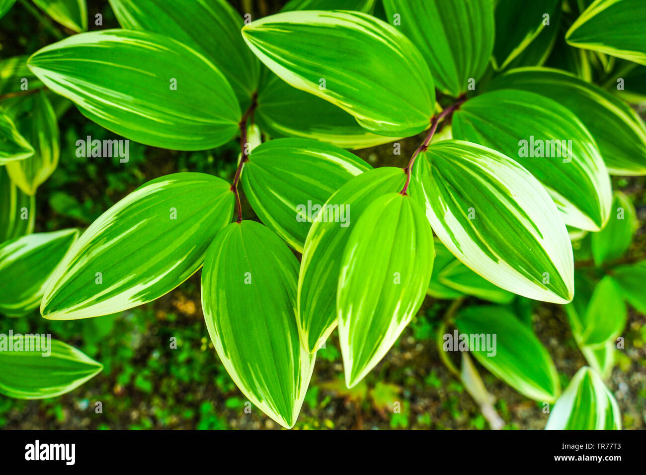 Green leaf pattern hi-res stock photography and images - Alamy