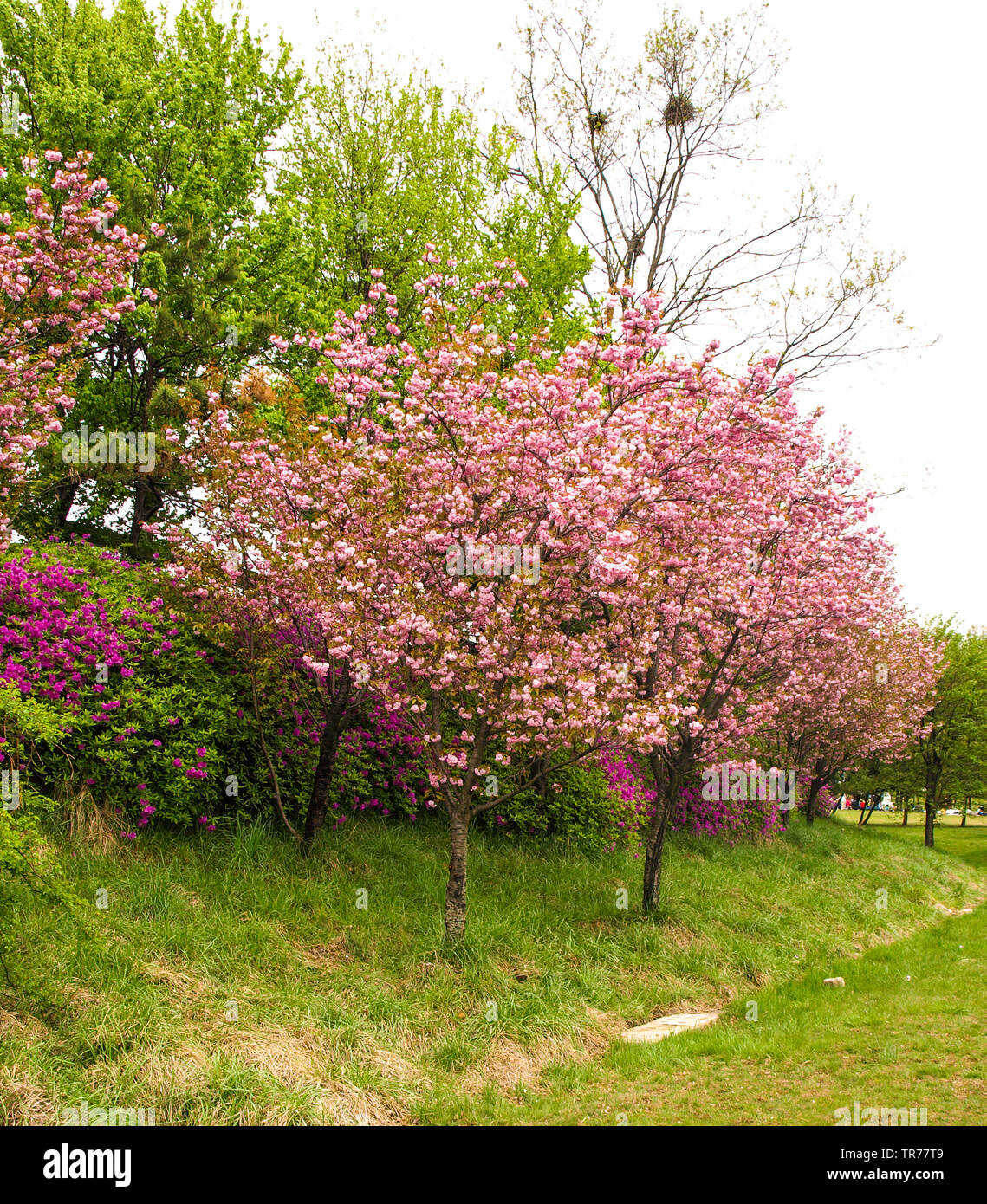 Cherry blossom tree in full hi-res stock photography and images - Alamy