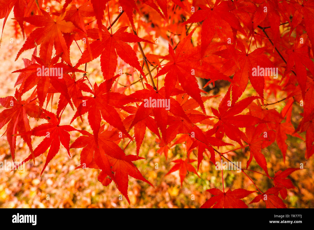 Autumn red maple leaf hi-res stock photography and images - Alamy