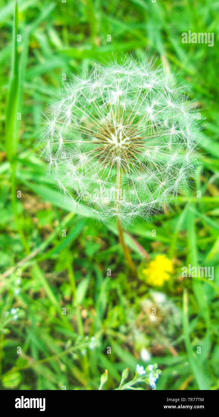 Spore season hi-res stock photography and images - Alamy