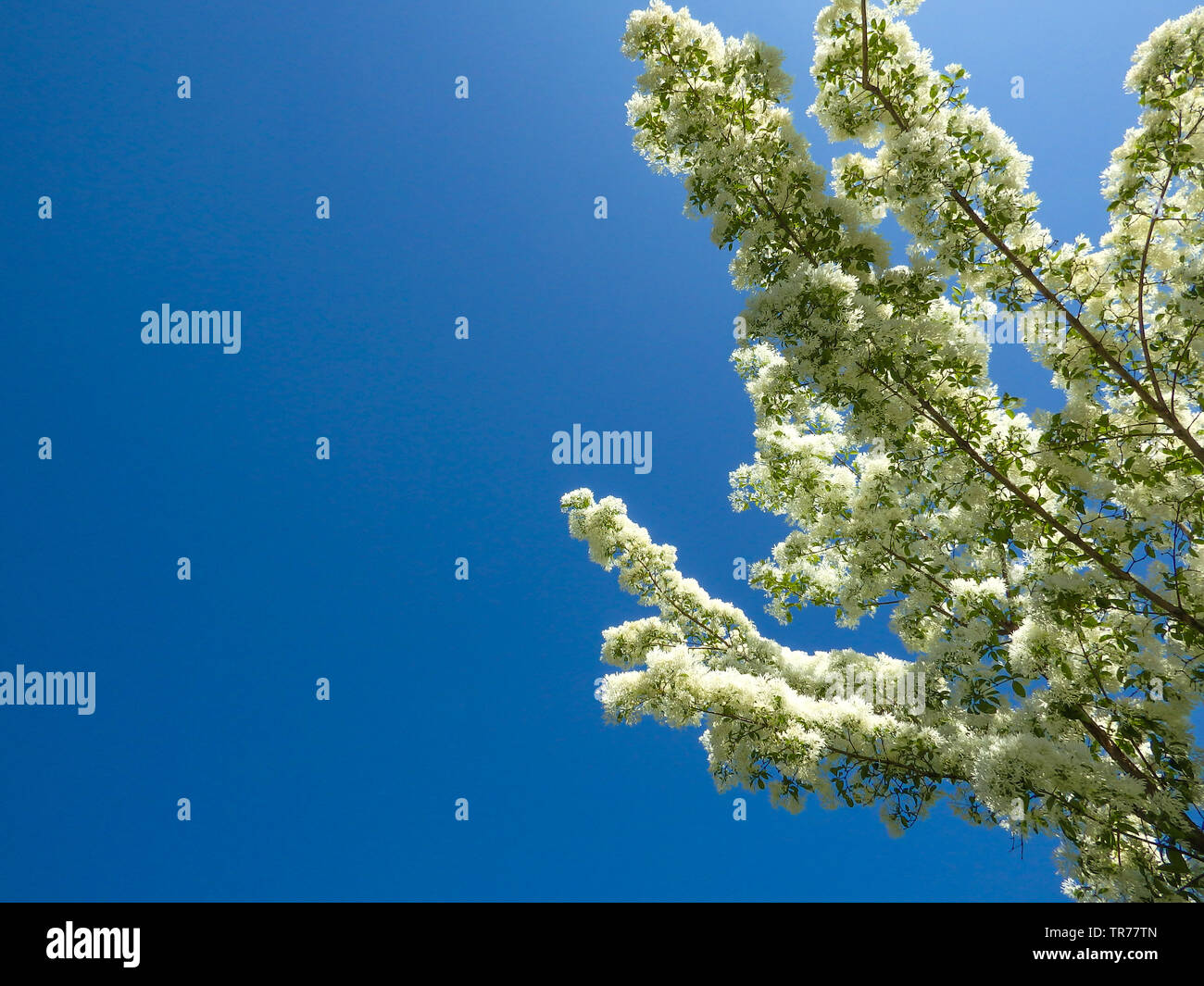 Shaking the tree hi-res stock photography and images - Alamy