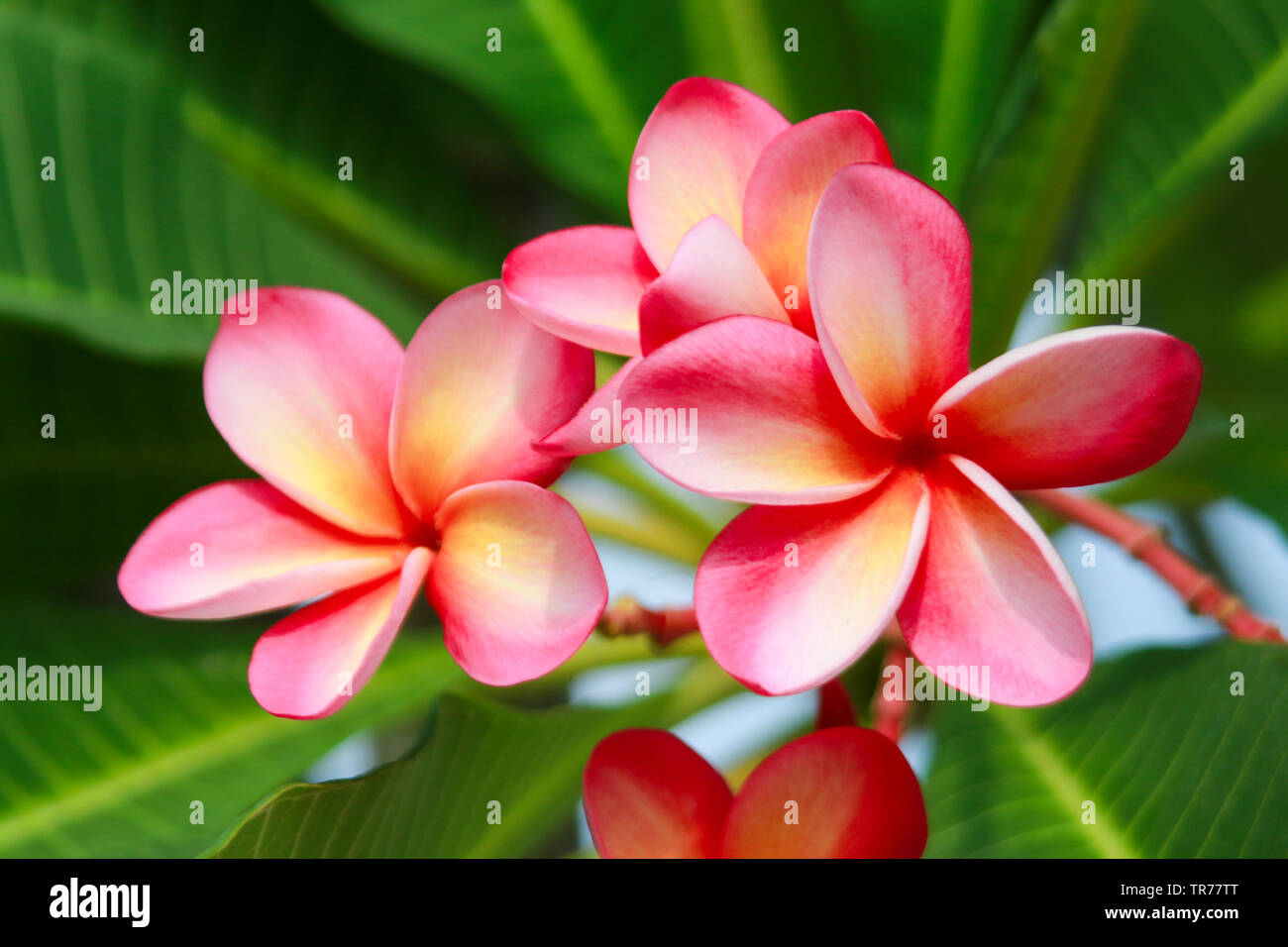 Plumeria Flower (Frangipani, Temple tree) on nature background Stock ...