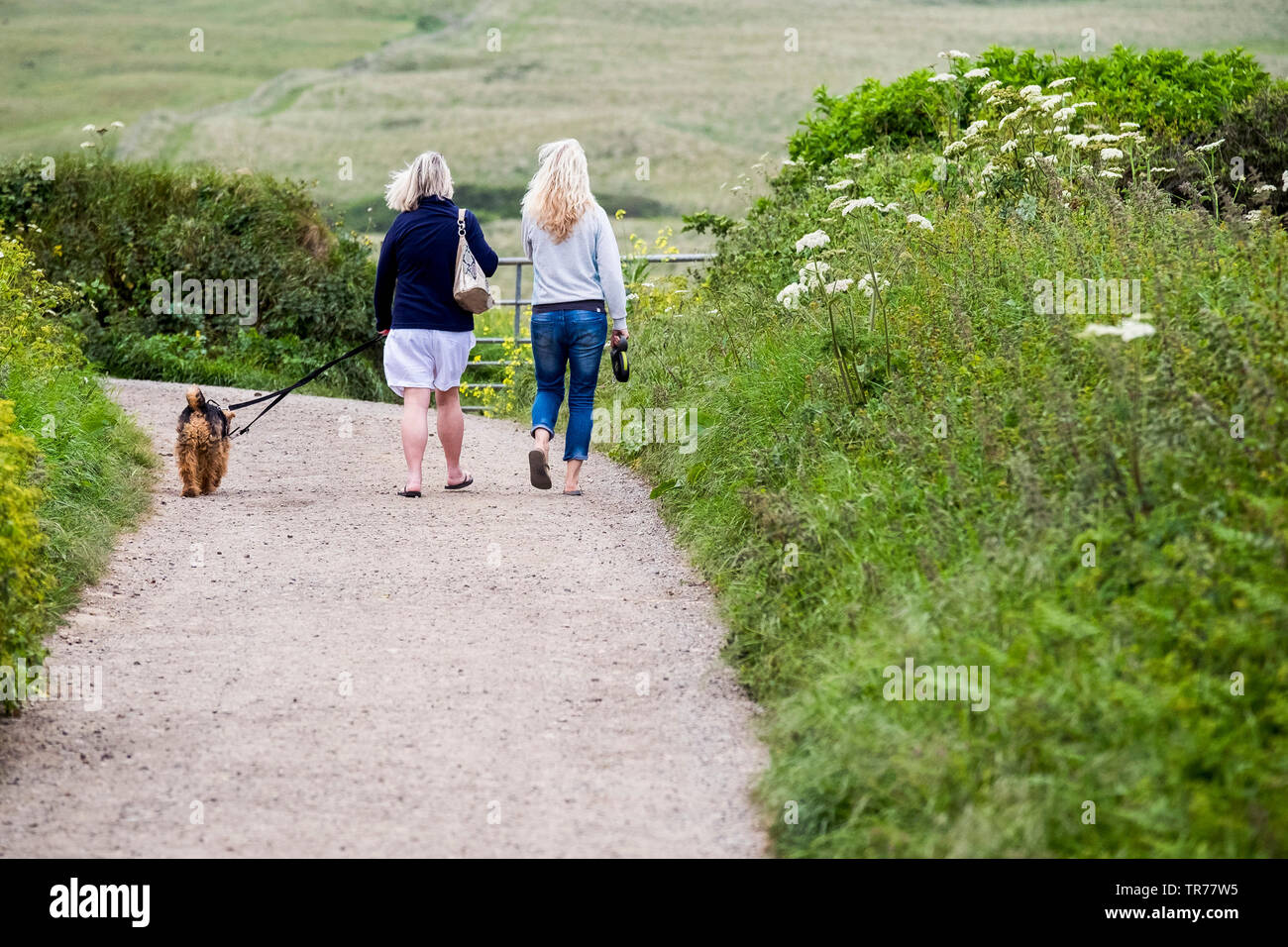 Walking dog country lane hi-res stock photography and images - Alamy