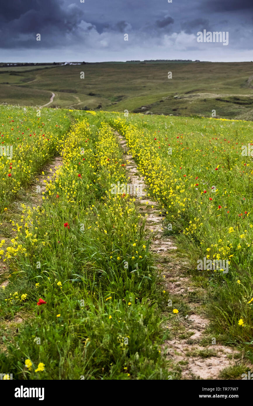 Wildflowers countryside hi-res stock photography and images - Alamy