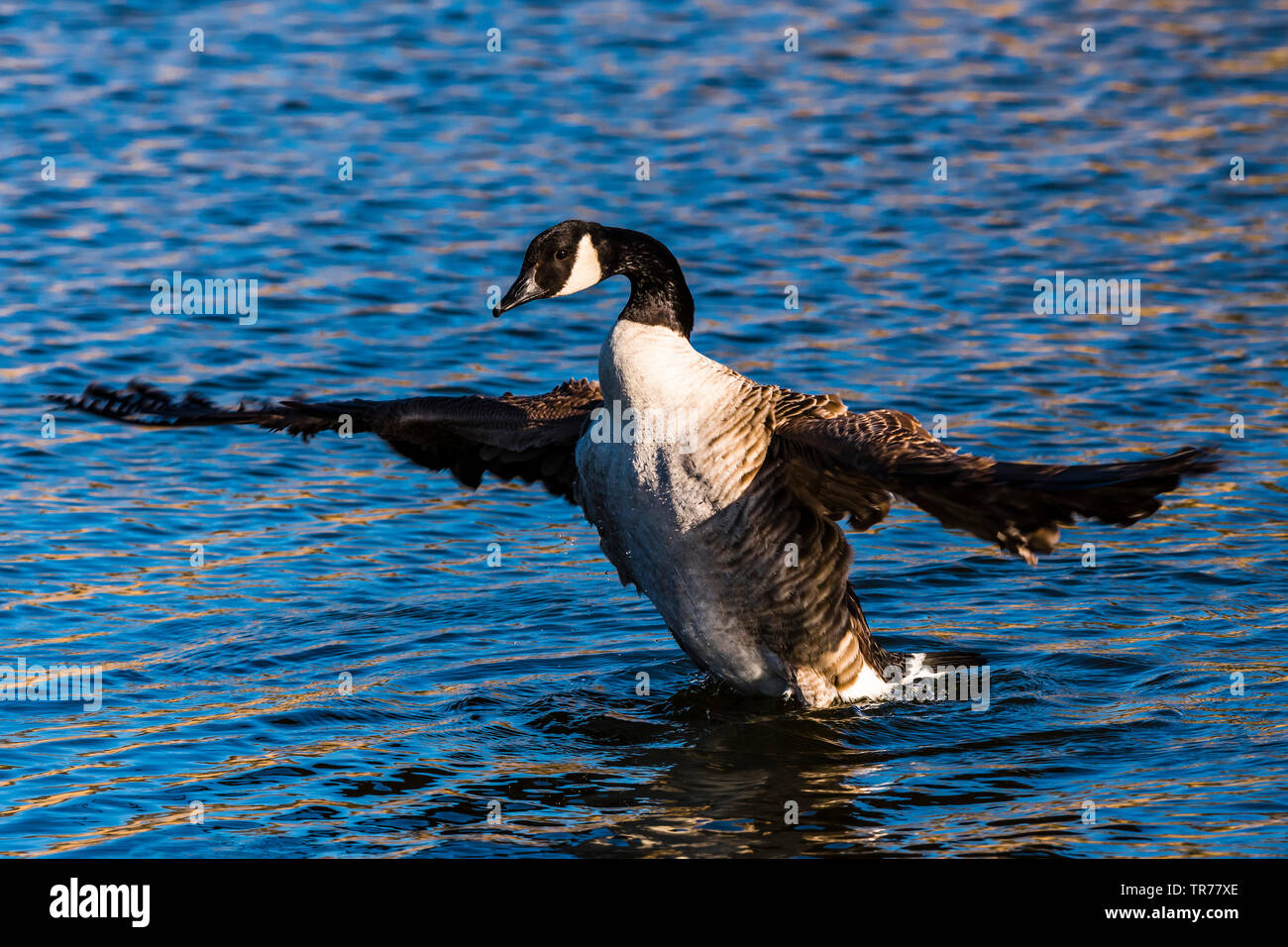 Canada goose wingspan hi-res stock photography and images - Alamy