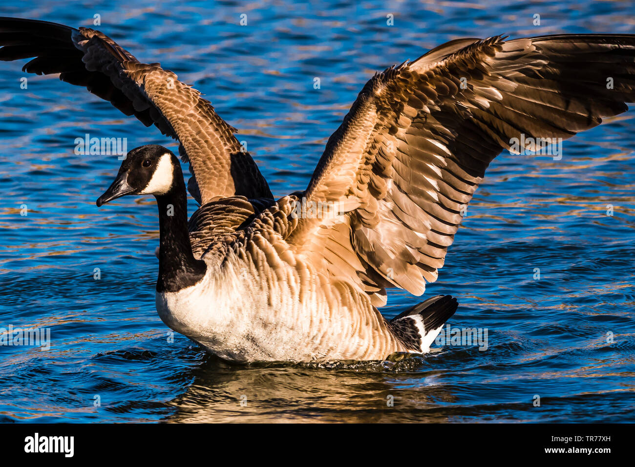 Canada goose wingspan hi-res stock photography and images - Alamy