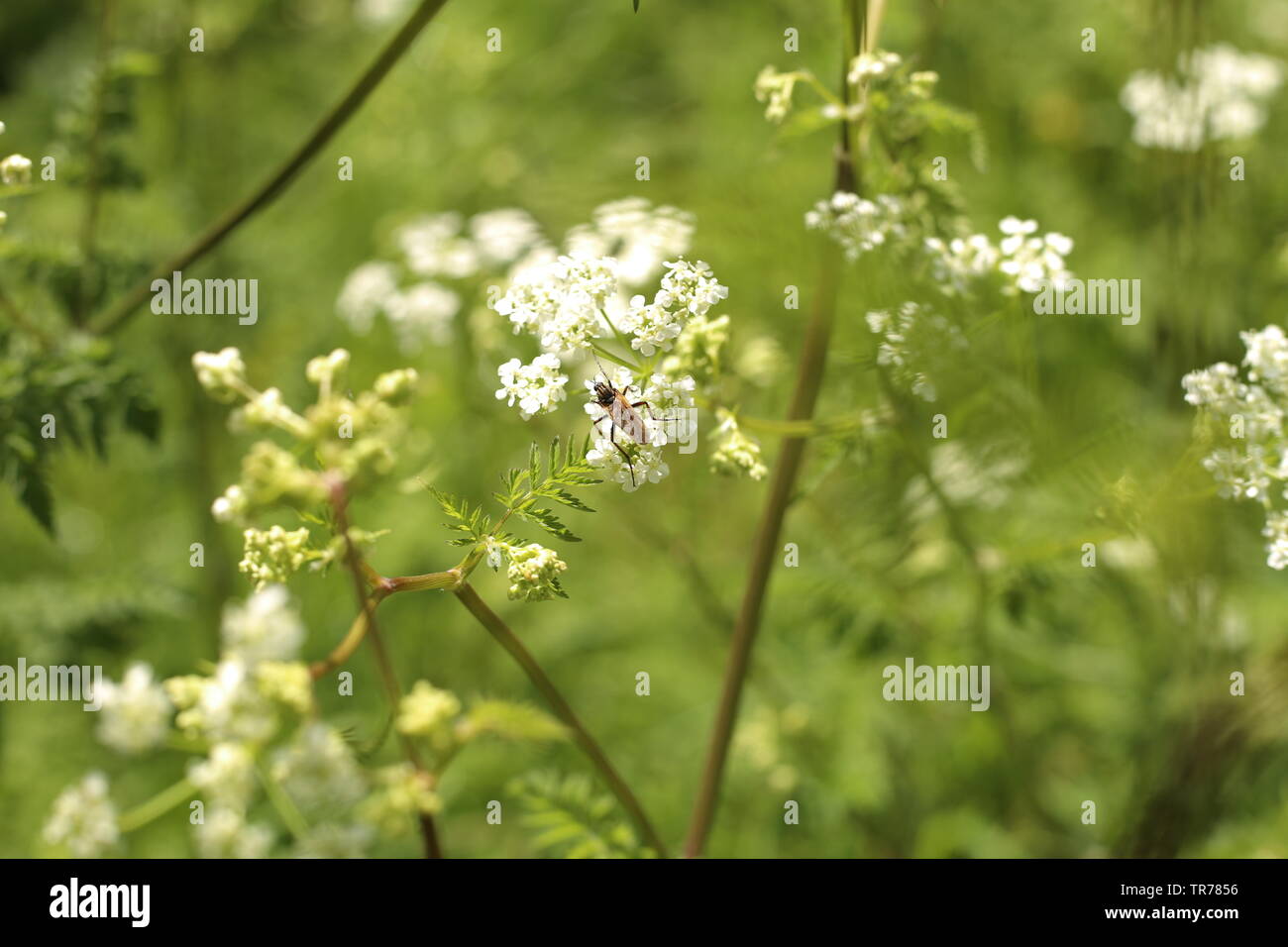 Wildlife & Nature - Insect Worlds - The Transience of Life on Earth ...