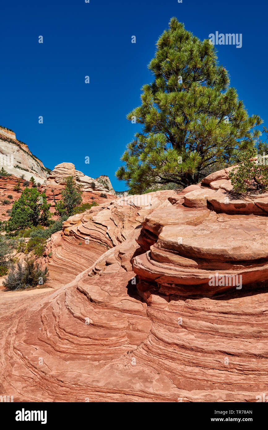 Zion tourismus hi-res stock photography and images - Alamy