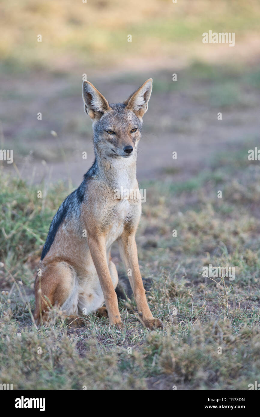 black-backed jackal (Canis mesomelas Stock Photo - Alamy