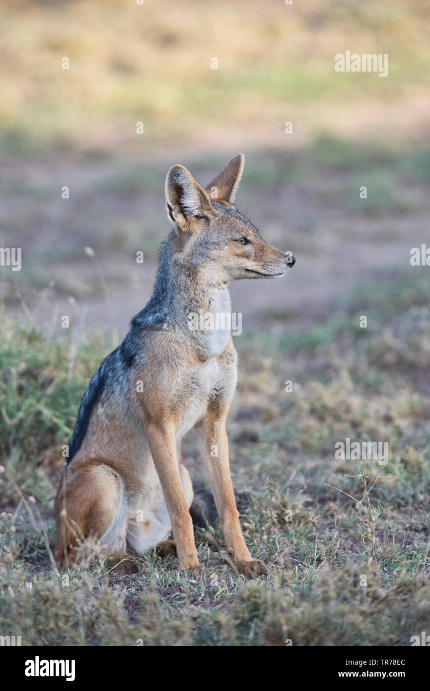 black-backed jackal (Canis mesomelas Stock Photo - Alamy