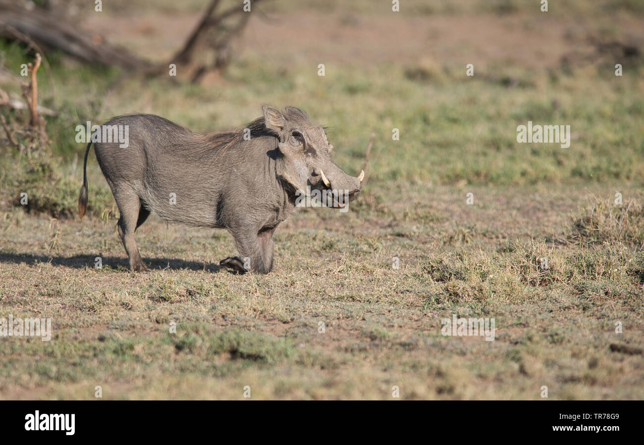 Common warthog (Phacochoerus africanus Stock Photo - Alamy