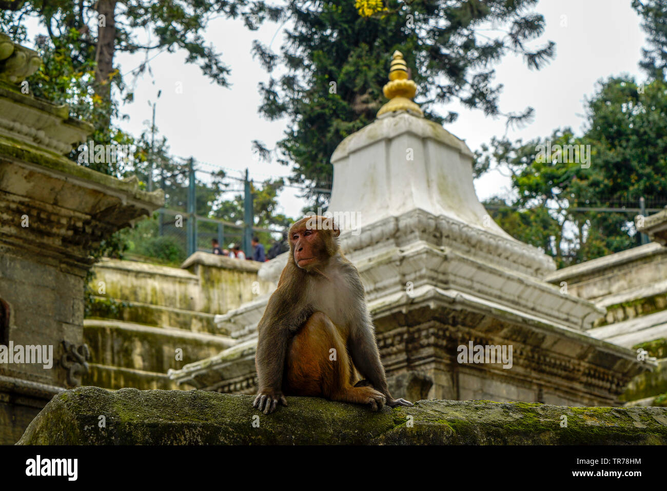 Pashupati Temple – Kathmandu Nepal Stock Photo - Alamy