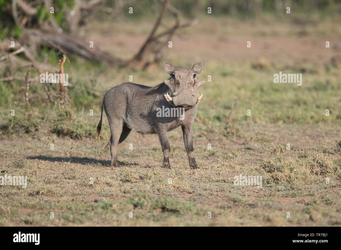 Common warthog (Phacochoerus africanus Stock Photo - Alamy