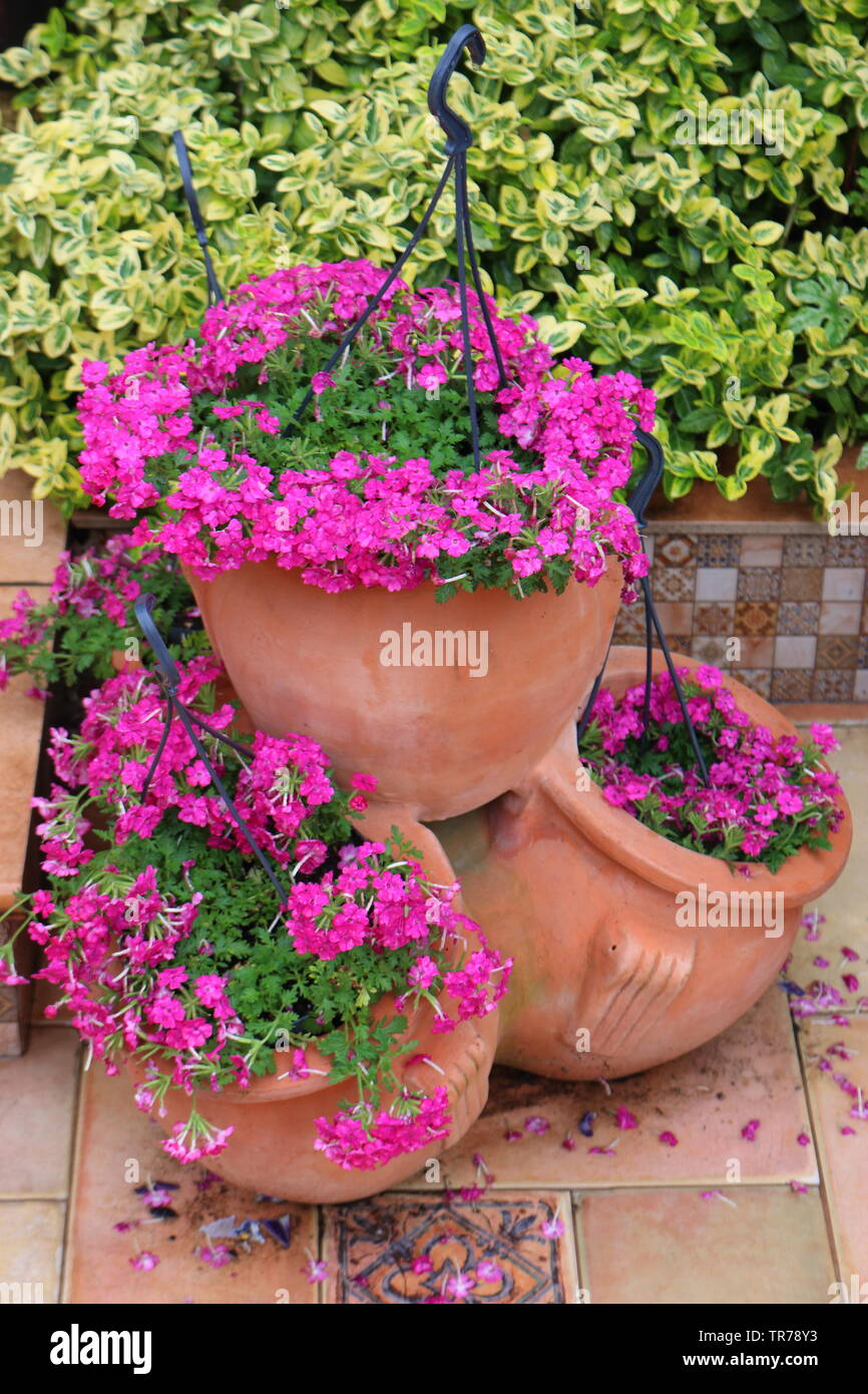 Verbena inflorescences hi-res stock photography and images - Alamy