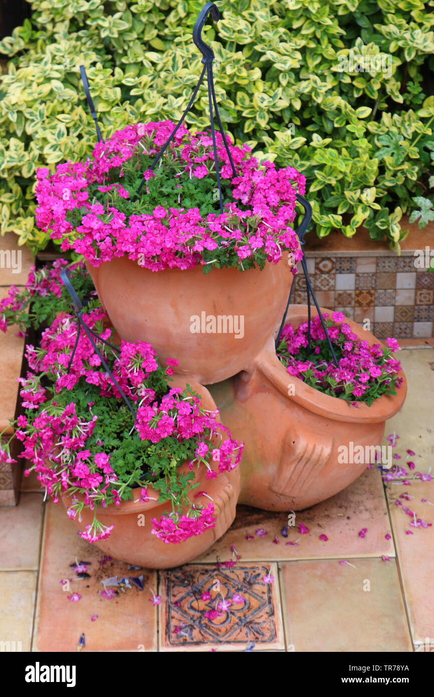 Verbena in pots on a stone floor in the country Stock Photo - Alamy