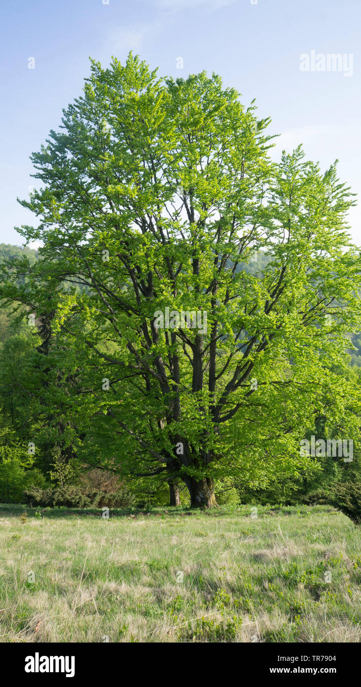 Oak tree and green mountains in countryside hi-res stock photography ...