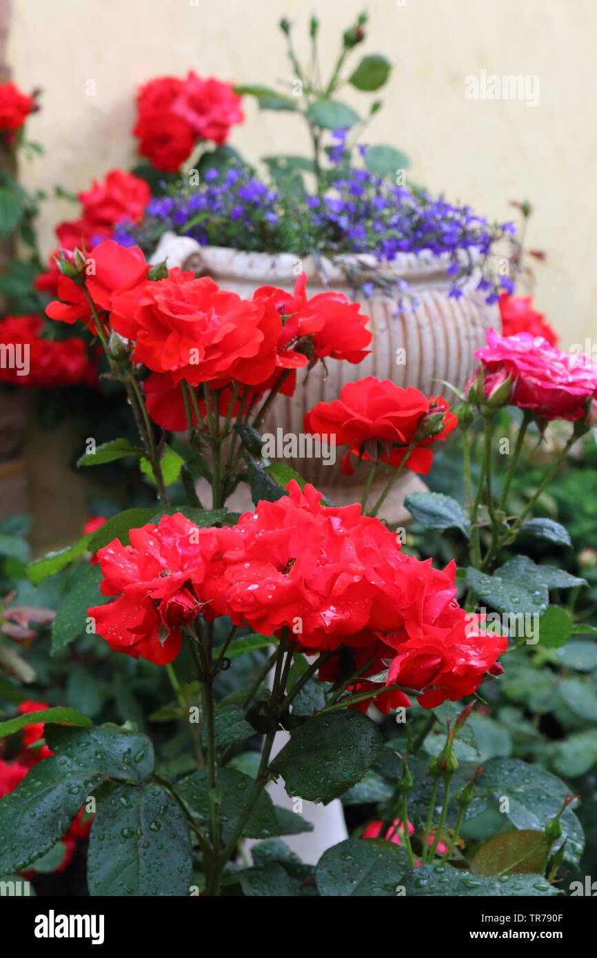 Coral pink hybrid tea rose hi-res stock photography and images - Alamy