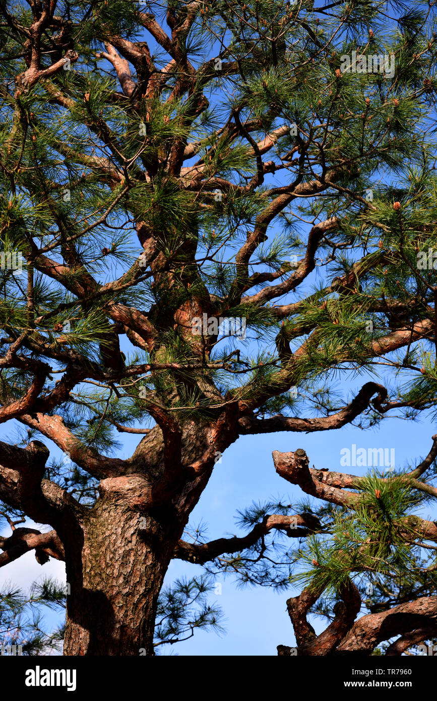 trees in Japan Stock Photo - Alamy
