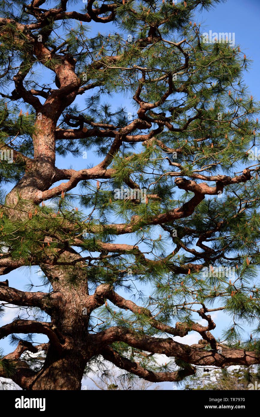 trees in Japan Stock Photo - Alamy