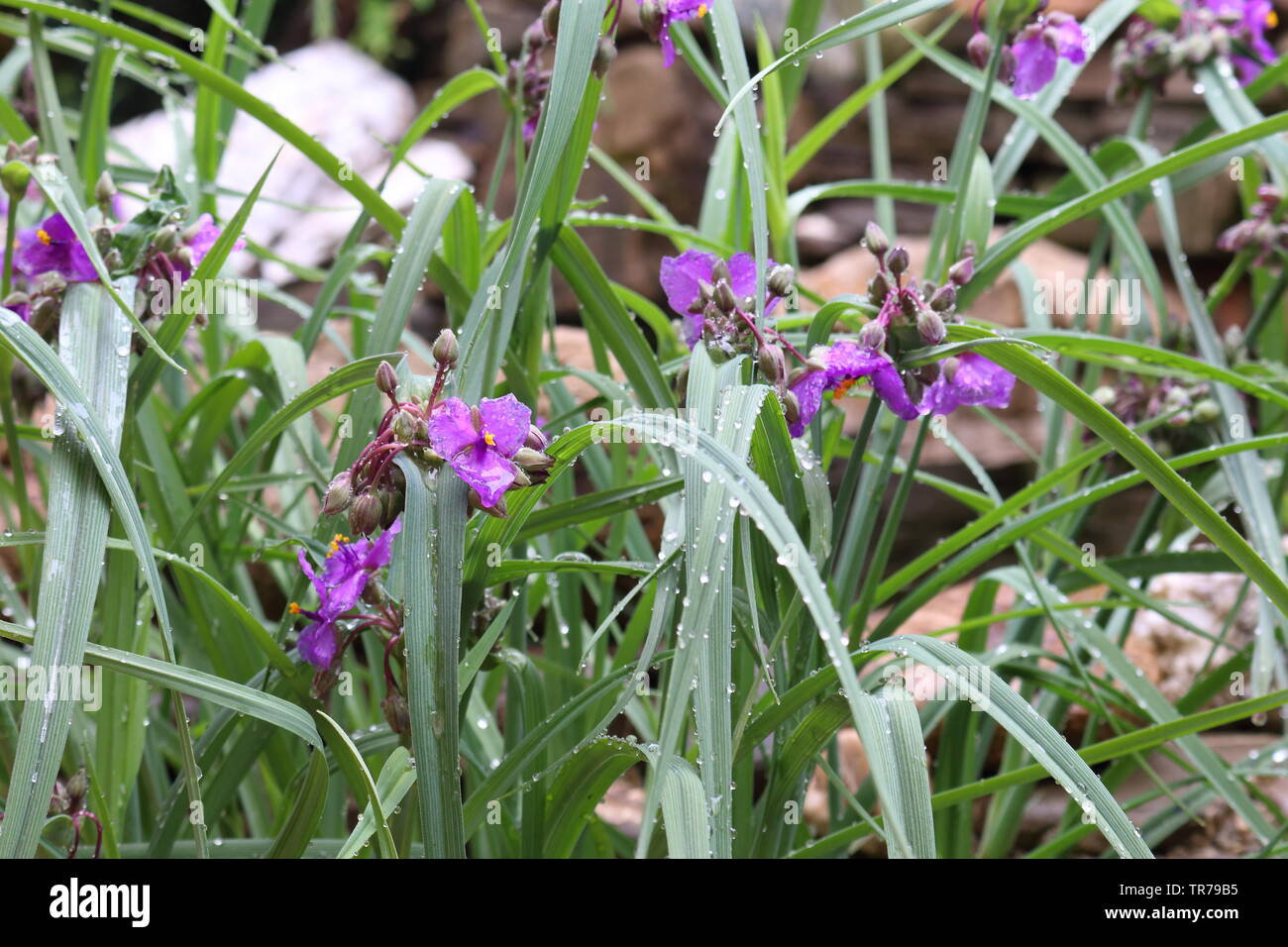 Anderson's Tradescantia (Latin: Tradescantia andersoniana Stock Photo ...