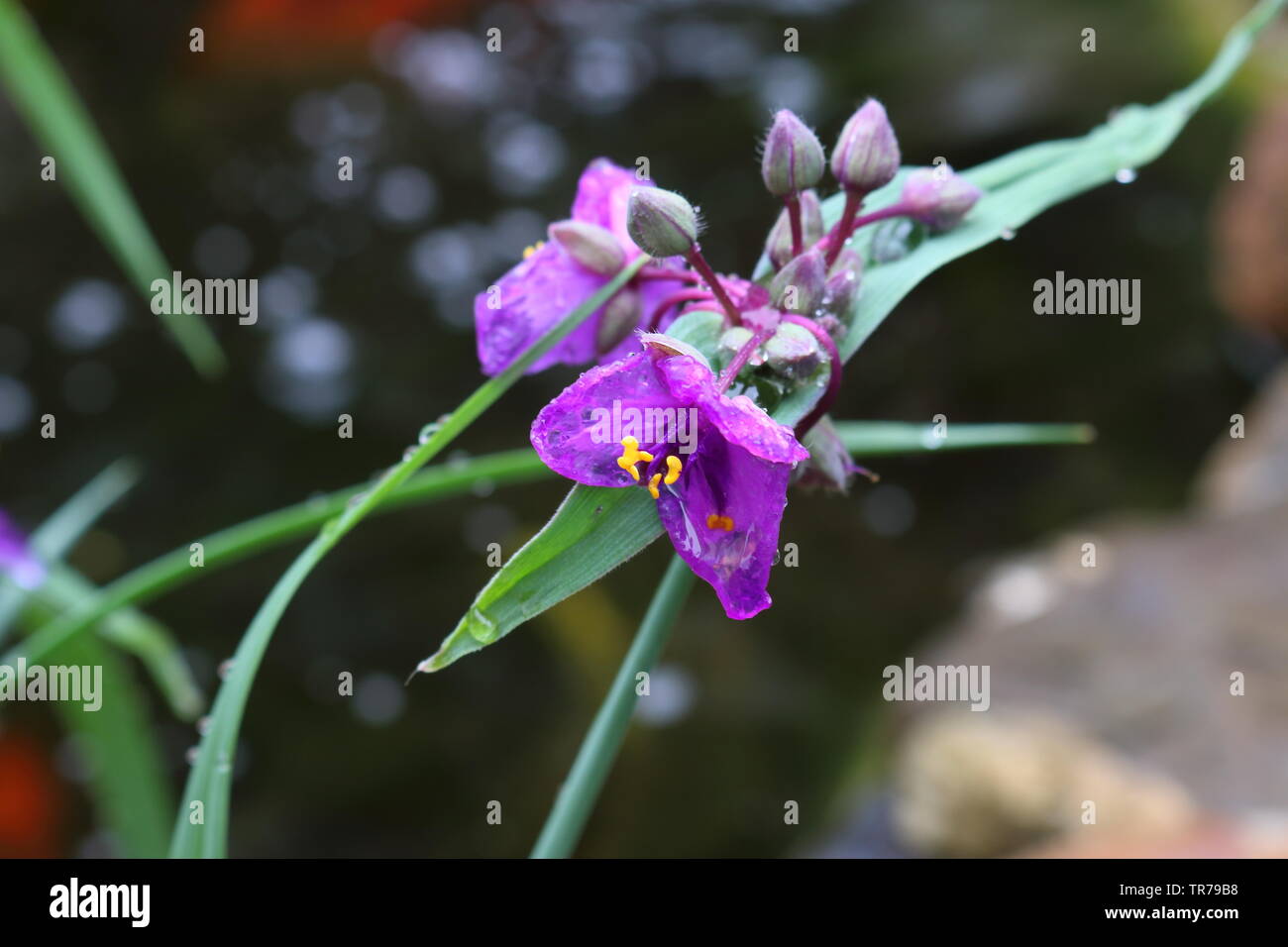 Anderson's Tradescantia (Latin: Tradescantia andersoniana Stock Photo ...