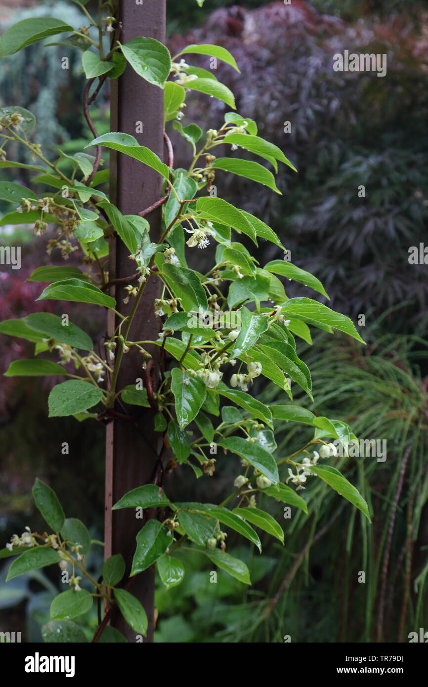 Chinese Gooseberry Tree
