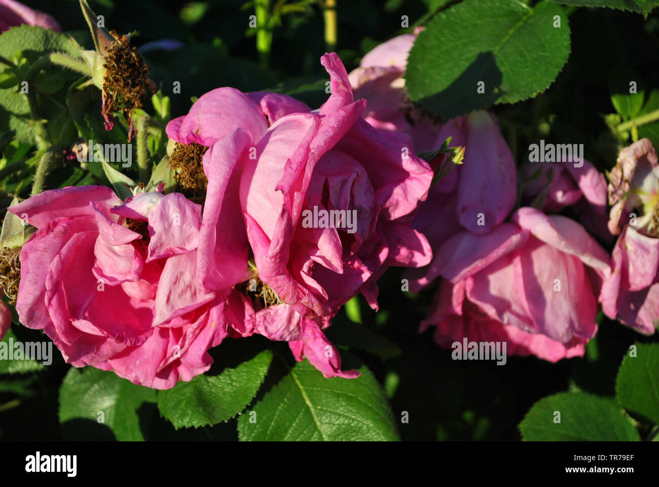 Bush with limp pink roses flowers, soft blurry petals Stock Photo - Alamy Bush with limp pink roses flowers, soft blurry petals Stock Photo - Alamy