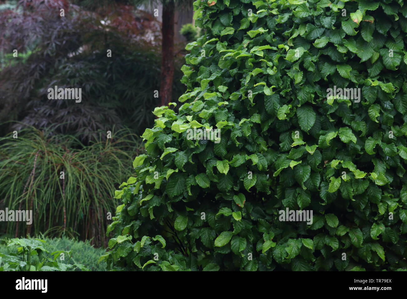 Yew medium hilly Stock Photo - Alamy